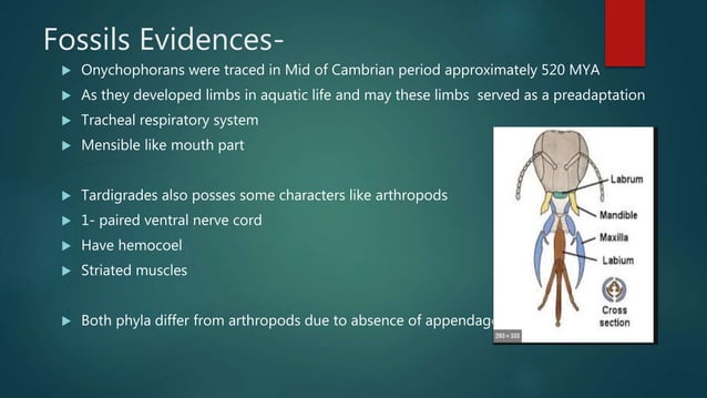 Evolutionary relationship of phylum Arthropda and class insecta | PPT