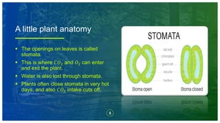 Evolutionary transitions from c 3 to c 4 plants | PPTX