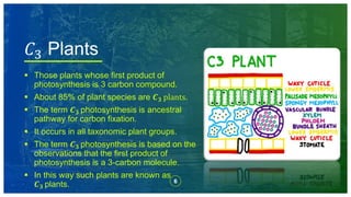 Evolutionary transitions from c 3 to c 4 plants | PPTX