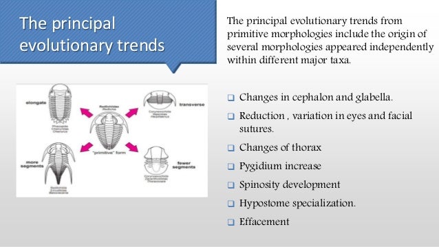 Evolutionary Trend in Trilobites | Invertebrate Paleontology | Geology ...