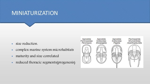 Evolutionary Trend in Trilobites | Invertebrate Paleontology | Geology ...