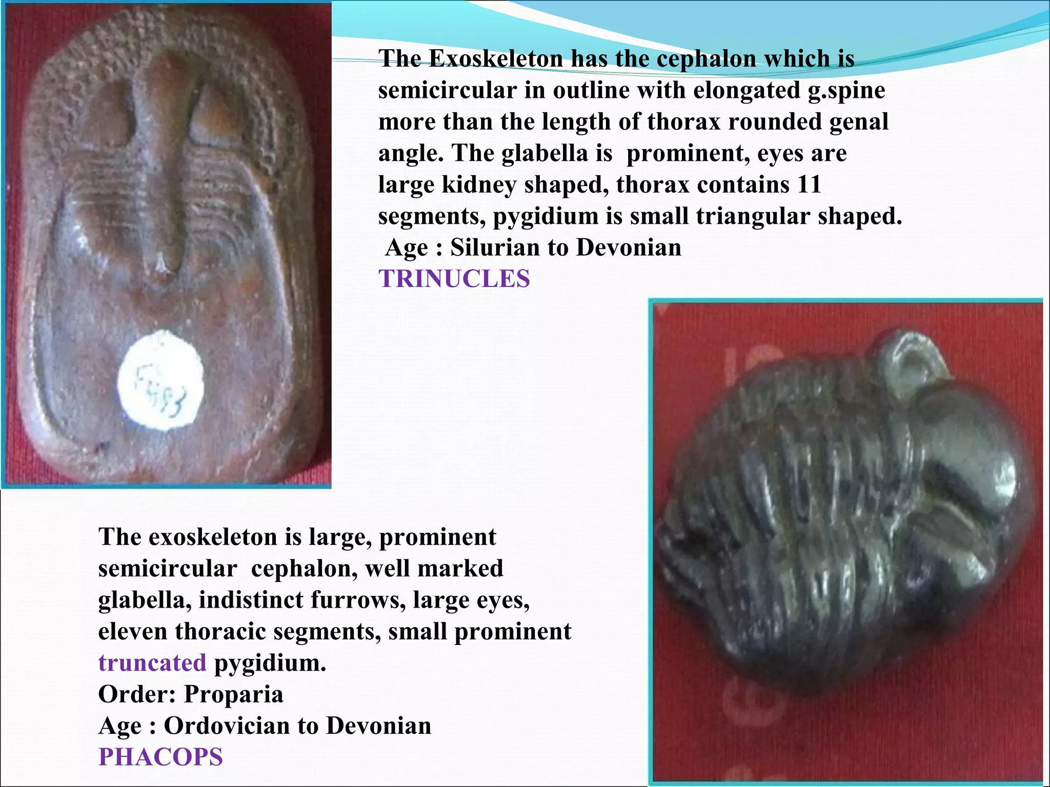 Evolutionary trends in trilobites | PPT