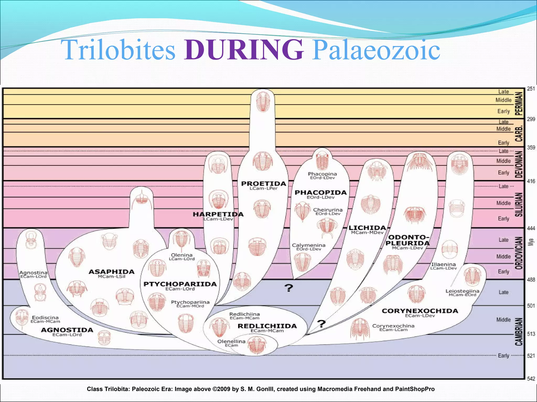 Evolutionary trends in trilobites | PPT