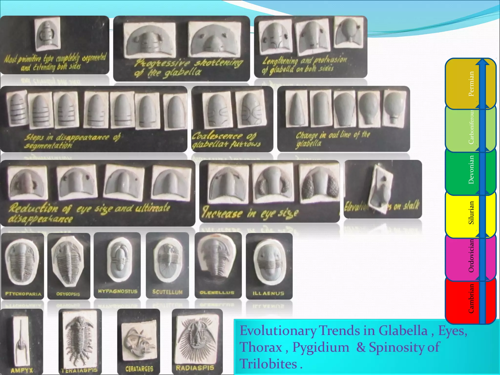 Evolutionary trends in trilobites | PPT