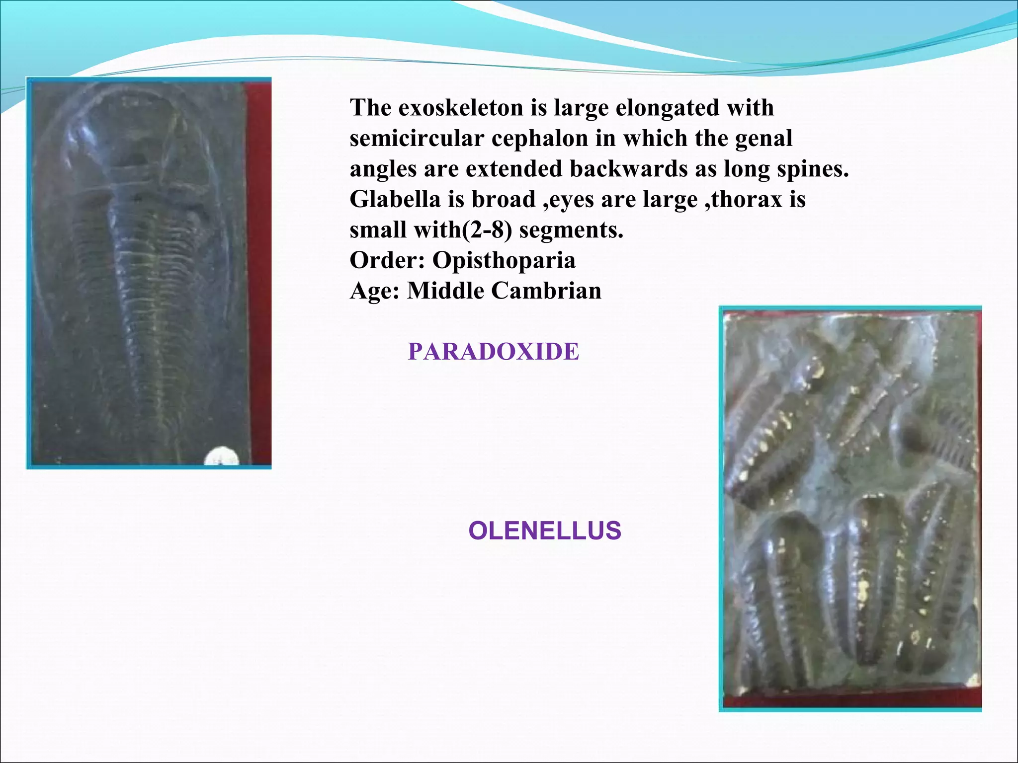 Evolutionary trends in trilobites | PPT