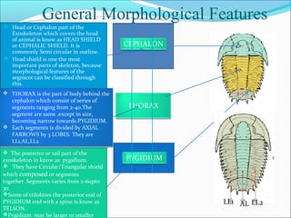 Evolutionary trends in trilobites | PPT