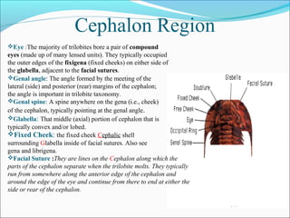 Evolutionary trends in trilobites | PPT