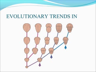 Evolutionary trends in trilobites | PPT