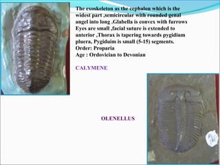 Evolutionary trends in trilobites | PPT