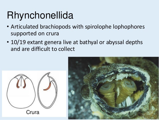 Combined Analysis of Extant Rhynchonellida (Brachiopoda) Using Morpho…