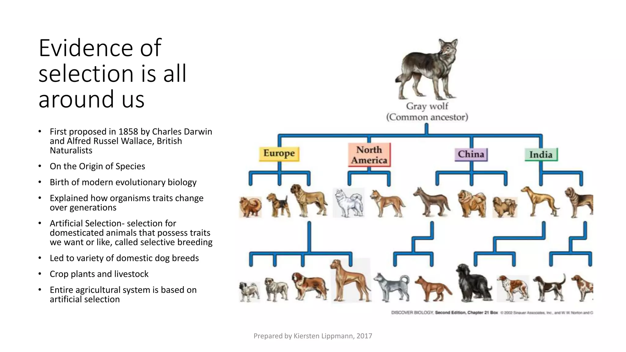 Evolution, Biodiversity, and Population ecology | PPTX