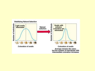 evolution__biodiversity_ppoint.ppt