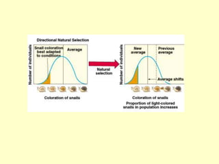 evolution__biodiversity_ppoint.ppt