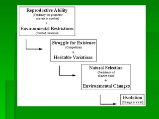 Evolution by natural selection | PPT