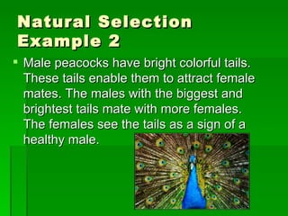 Evolution by natural selection | PPT