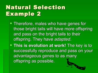 Evolution by natural selection | PPT