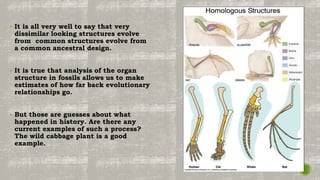 Evolution by stages | PPTX | Biological Sciences | Science