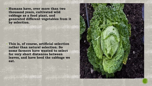 Evolution by stages | PPTX | Biological Sciences | Science