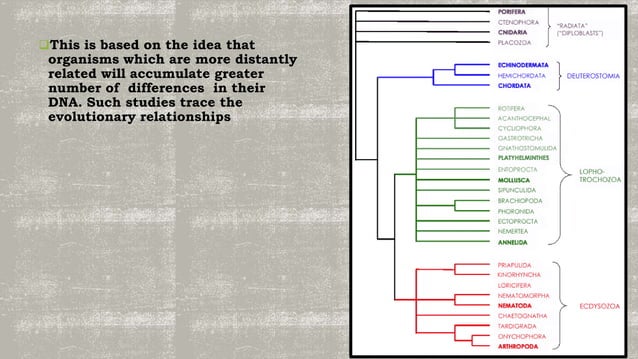 Evolution by stages | PPTX | Biological Sciences | Science