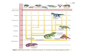 evolution class 12.pdf for class 12 biology | PDF