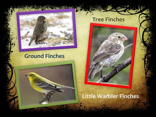 Evolution versus Christianity | PPT