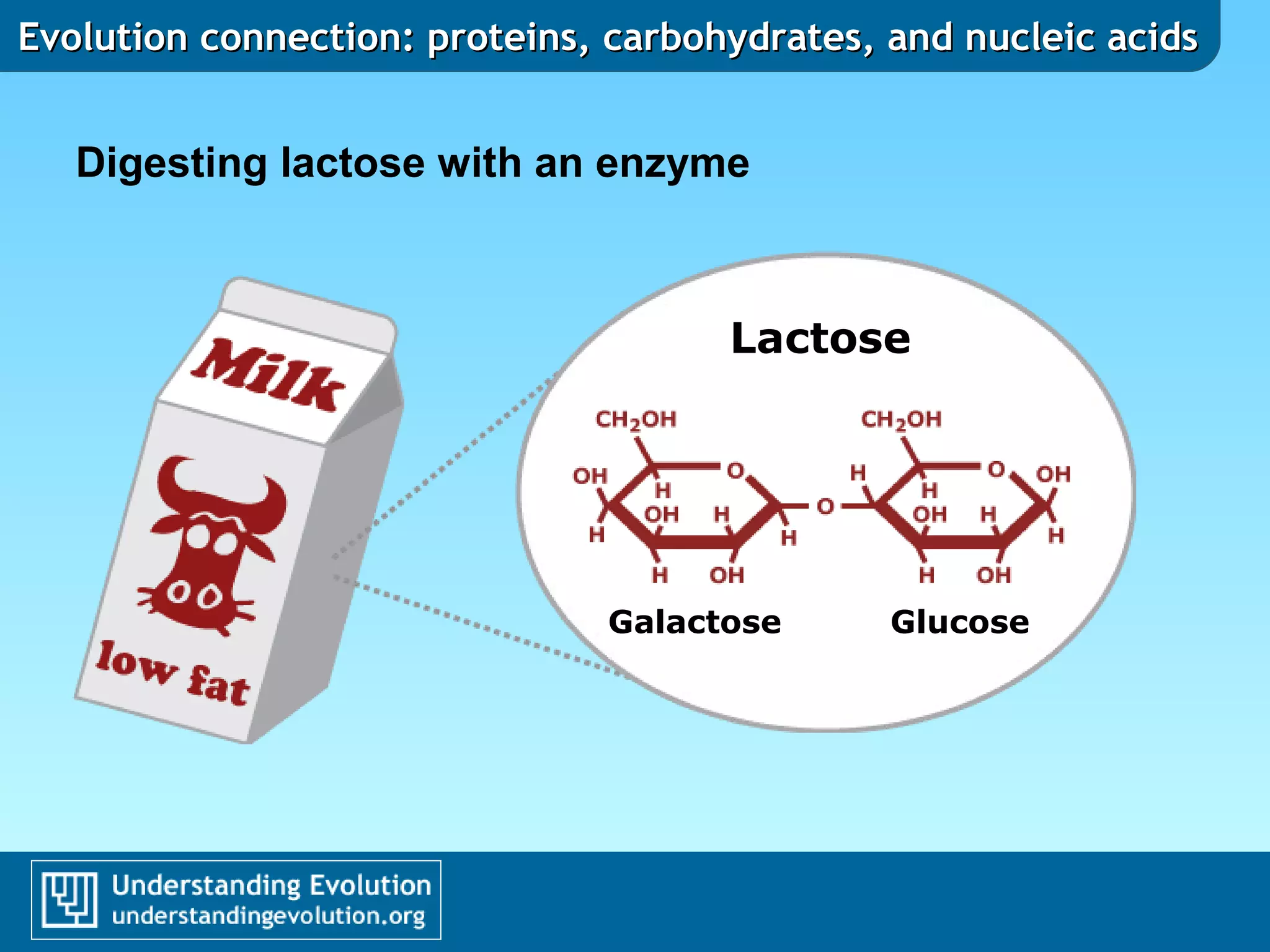 Evolutionconnection lactase | PPT