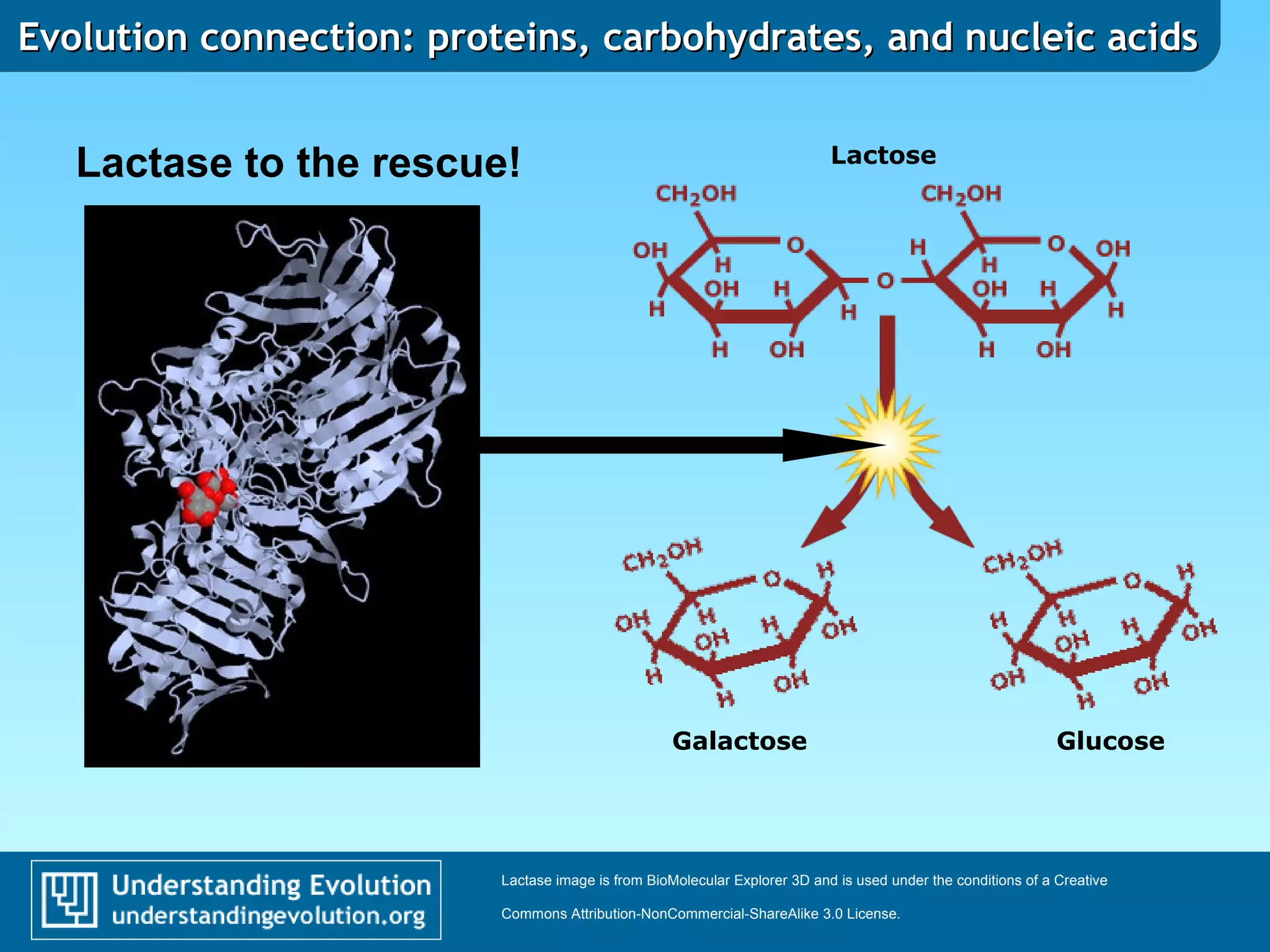 Evolutionconnection lactase | PPT