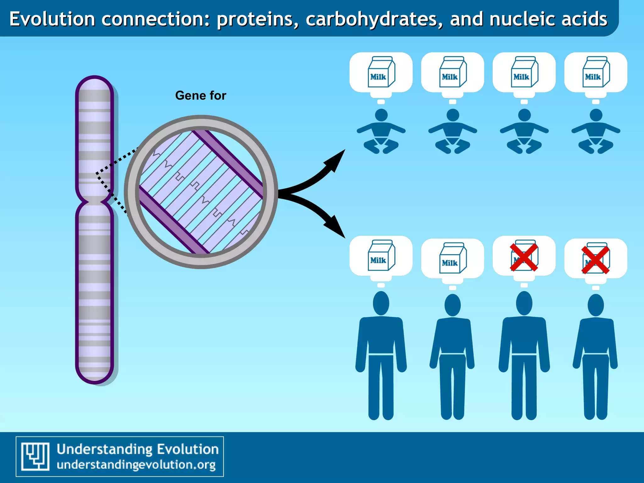 Evolutionconnection lactase | PPT