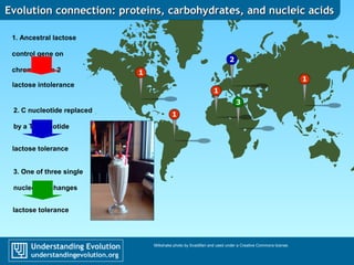 Evolutionconnection lactase | PPT