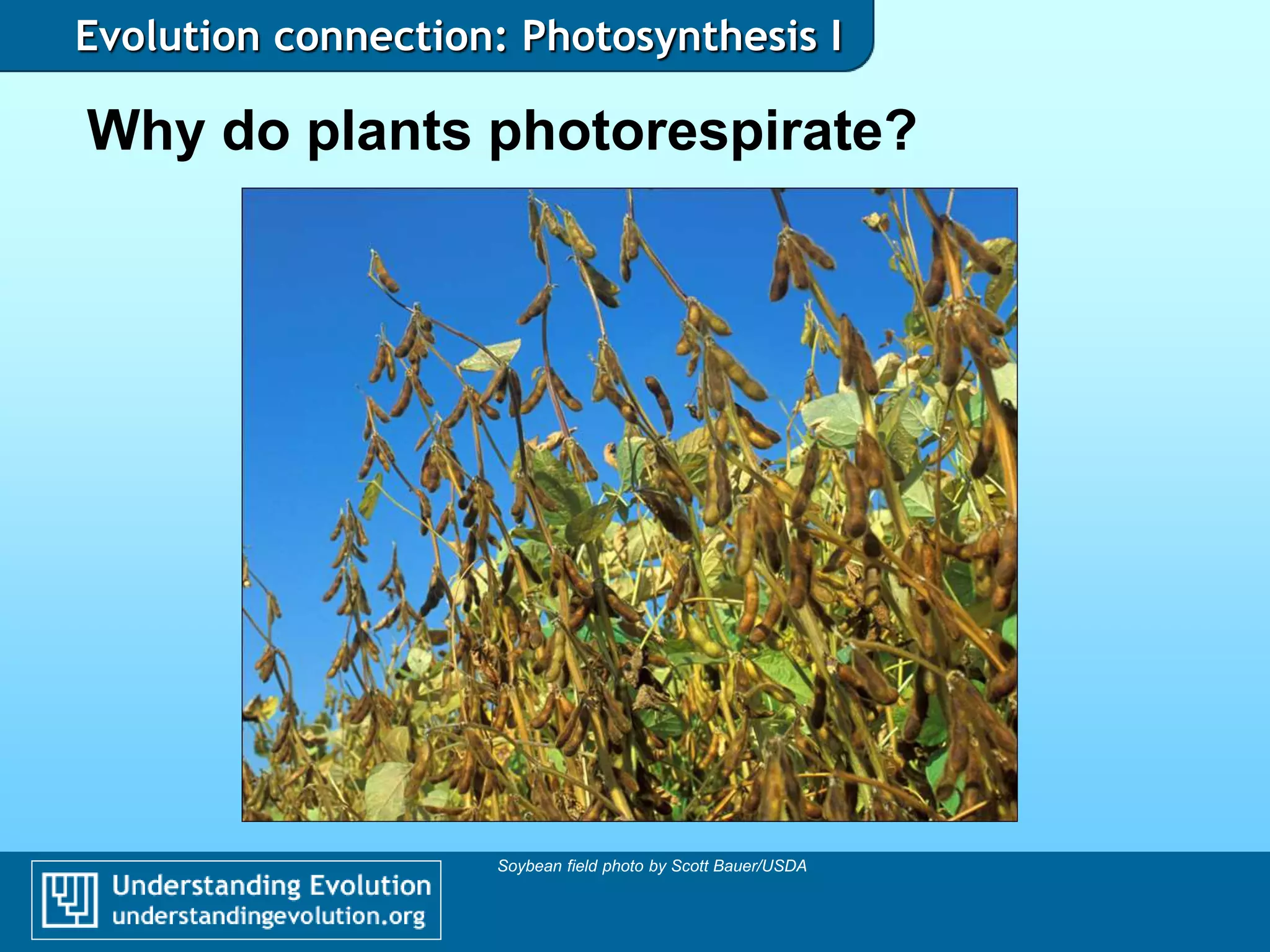 Evolutionconnection photosynthesis | PPT