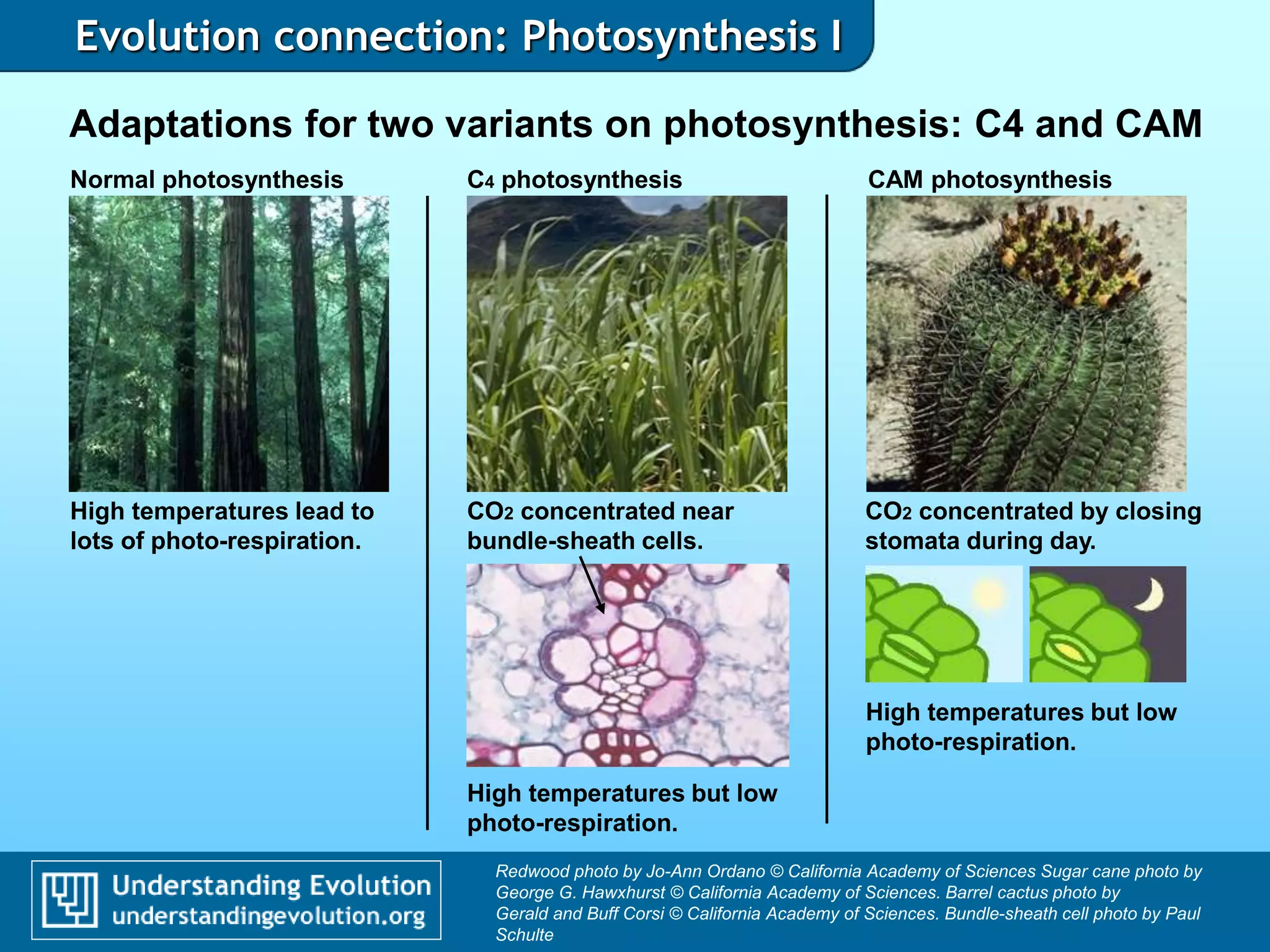 Evolutionconnection photosynthesis | PPT