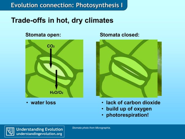 Evolutionconnection photosynthesis | PPT