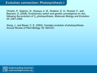 Evolutionconnection photosynthesis | PPT