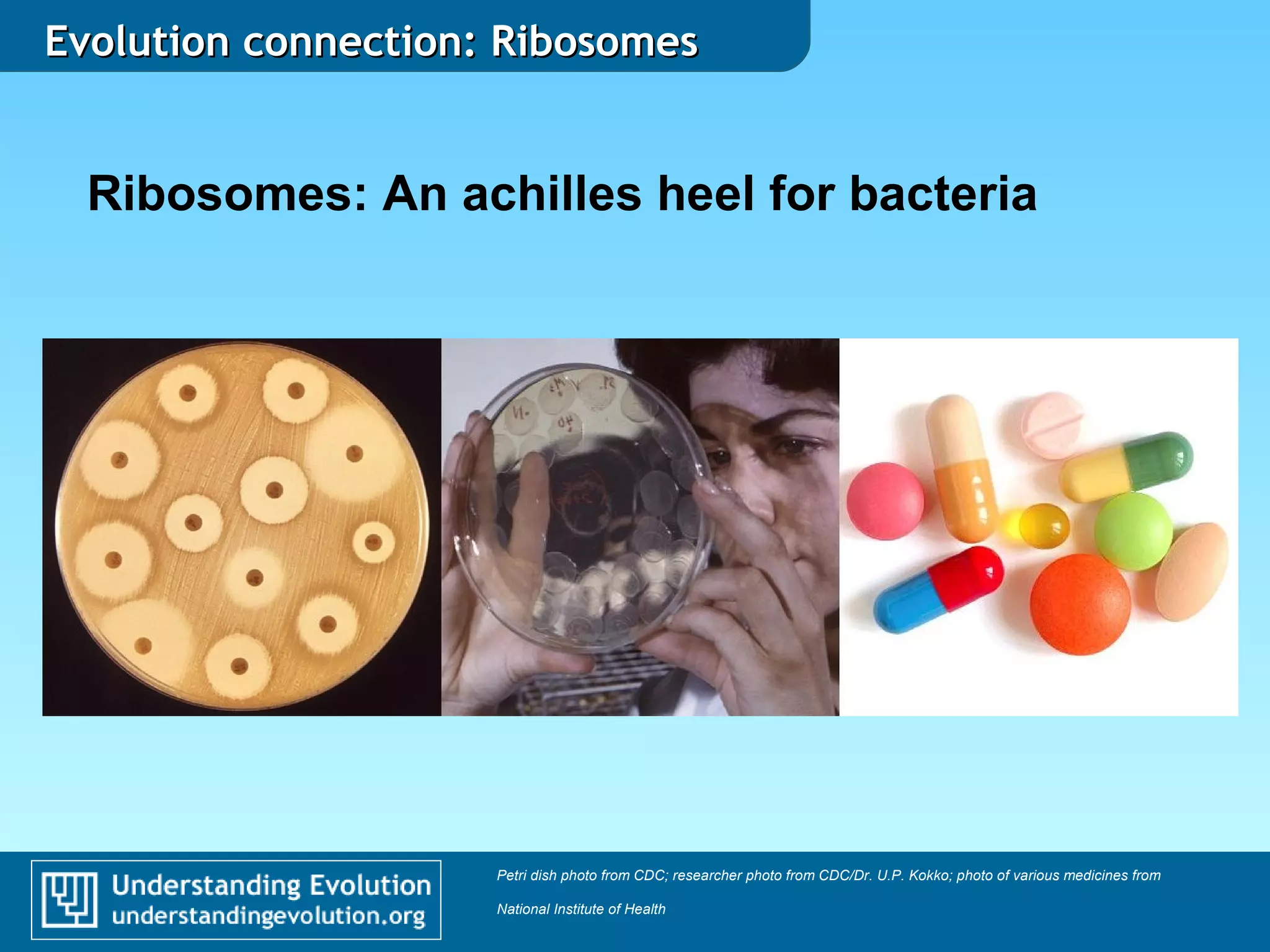 Evolution of Ribosomes | PPT