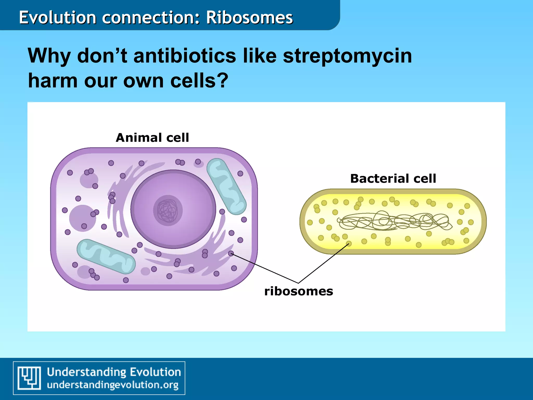 Evolution of Ribosomes | PPT