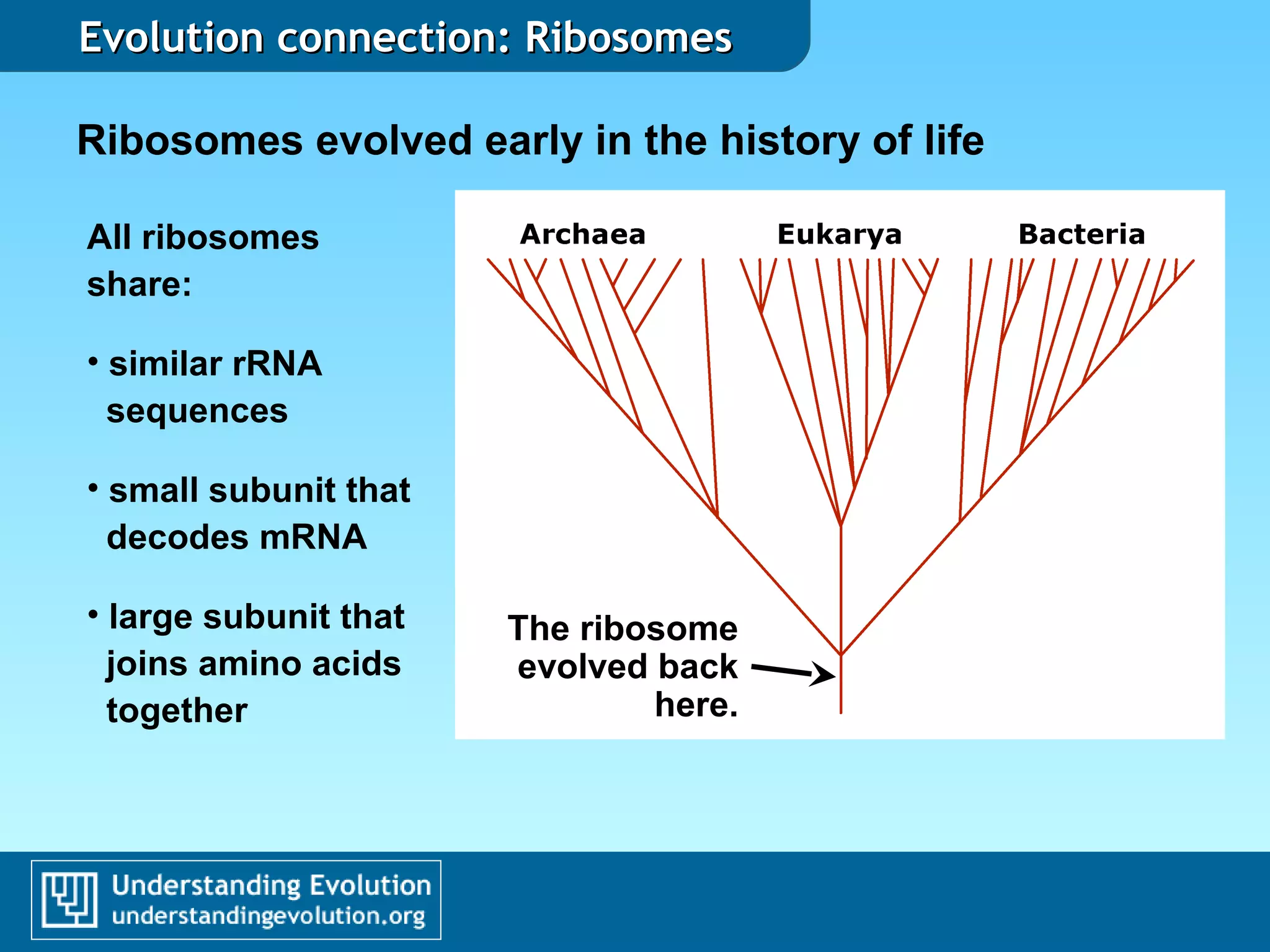 Evolution of Ribosomes | PPT