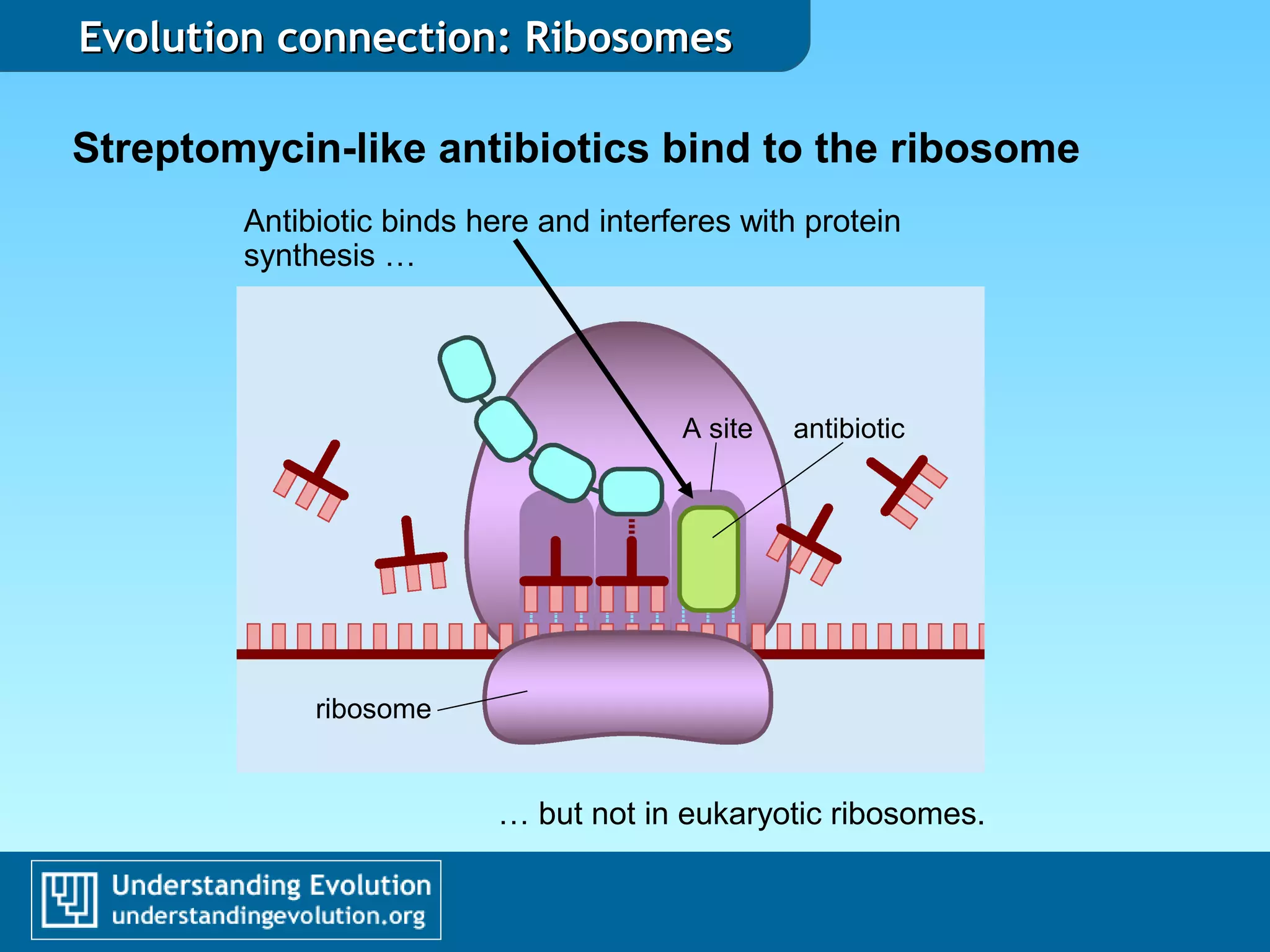 Evolution of Ribosomes | PPT