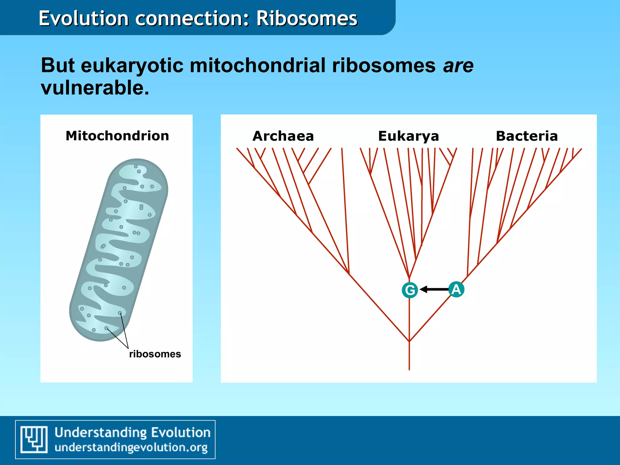 Evolution of Ribosomes | PPT