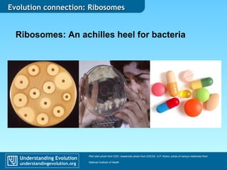 Evolution of Ribosomes | PPT