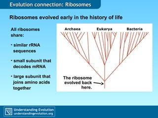 Evolution of Ribosomes | PPT