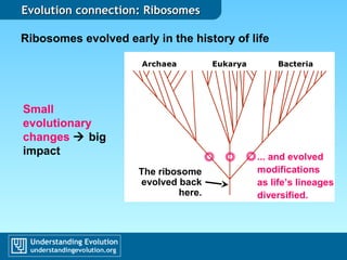 Evolution of Ribosomes | PPT