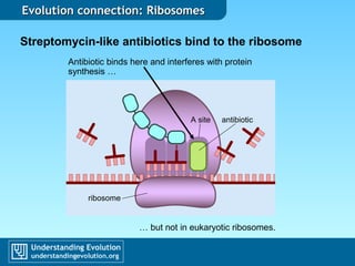 Evolution of Ribosomes | PPT