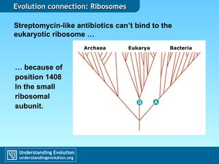 Evolution of Ribosomes | PPT
