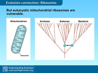 Evolution of Ribosomes | PPT