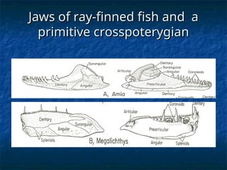 Evolution & development of Mandibles.ppt