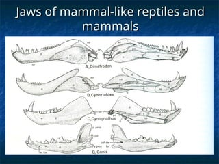Evolution & development of Mandibles.ppt