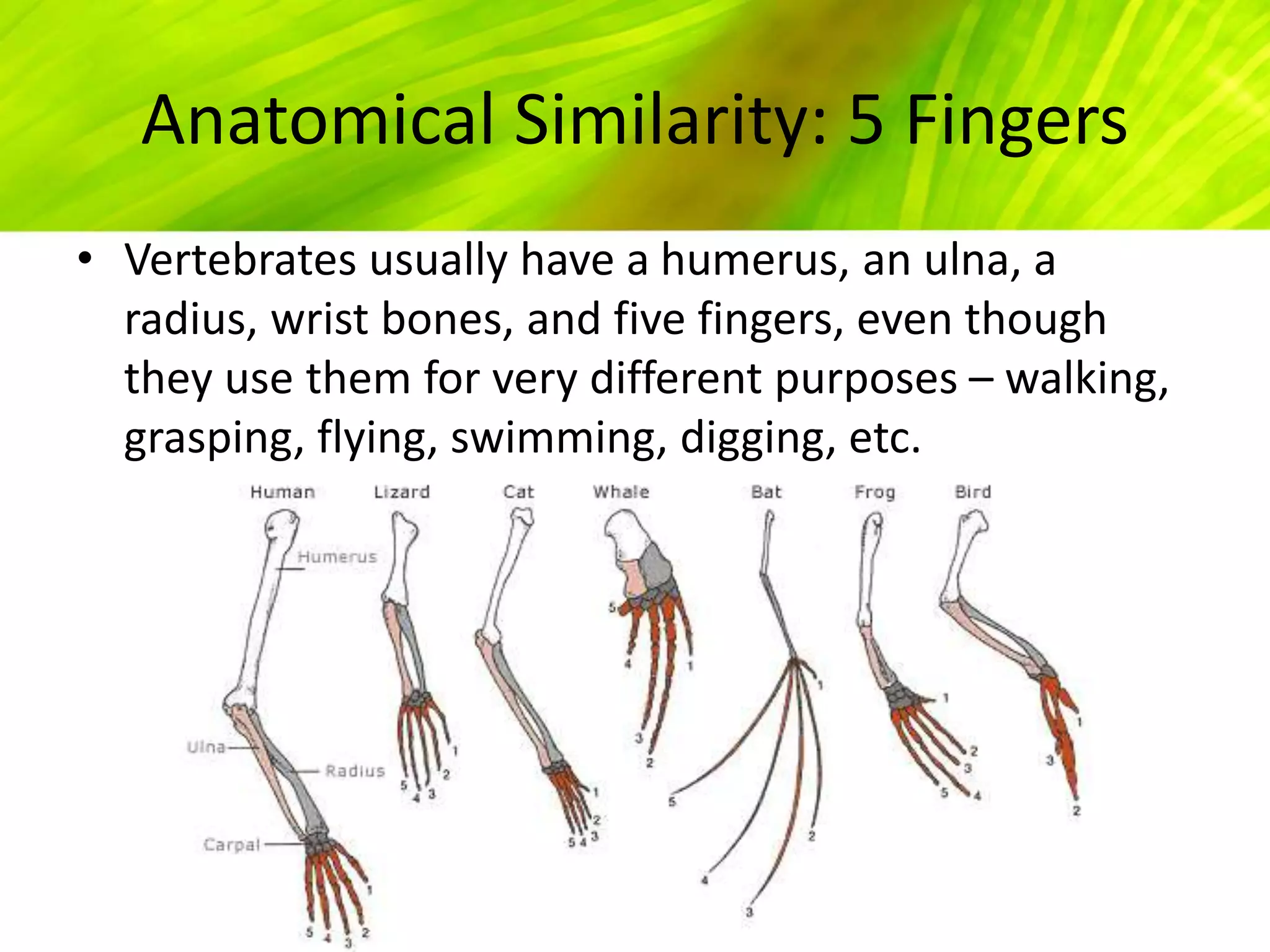 Evolution Evidence and Evolutionary Thinking - The 3 Patterns of ...