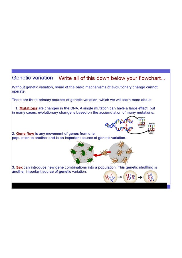 Evolution Flowchart Pdf 2223