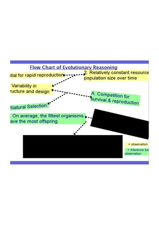 Natural Selection Flow Chart