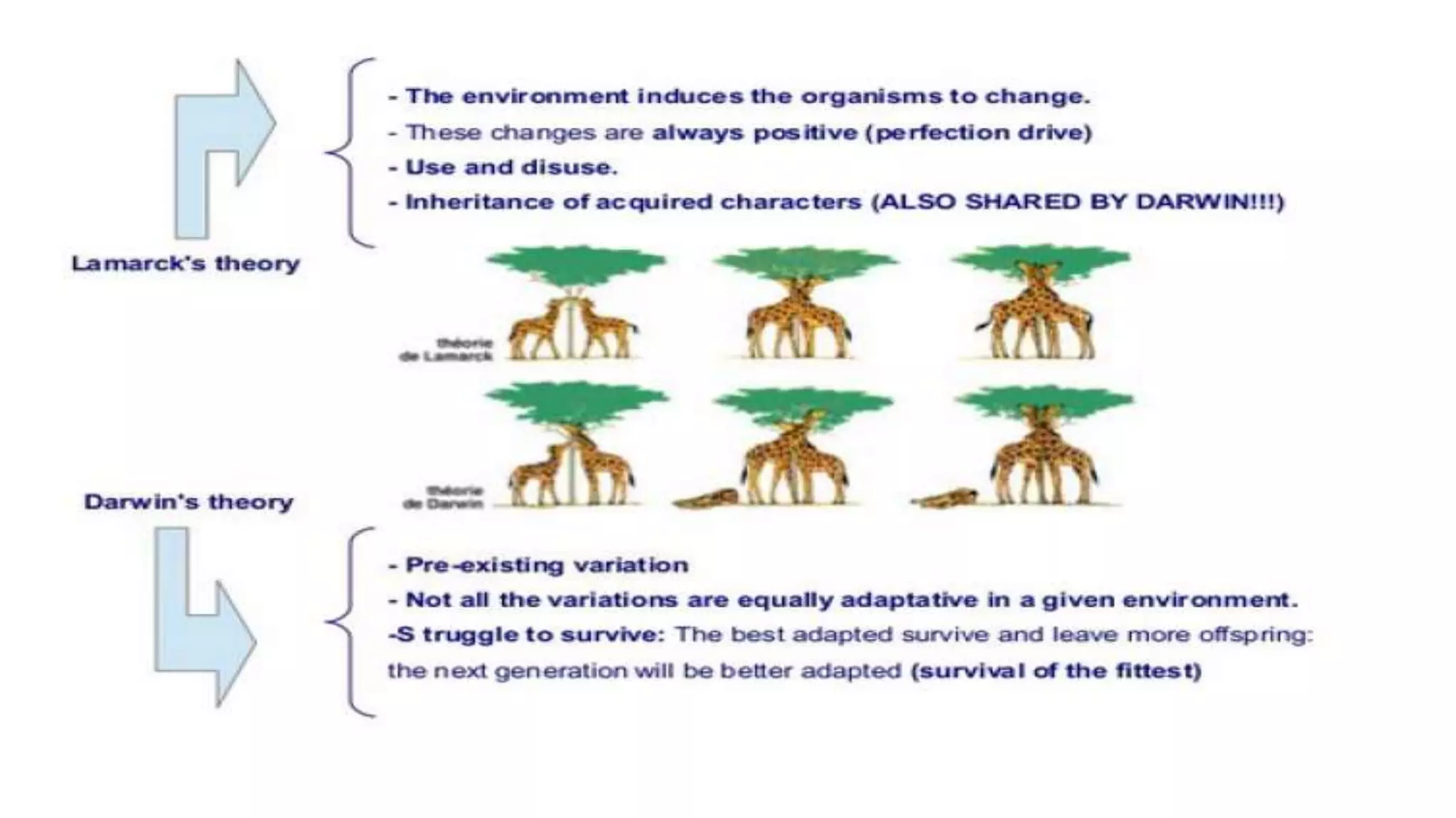 EVOLUTION AND MECHANISM OF EVOLUTION | PPTX